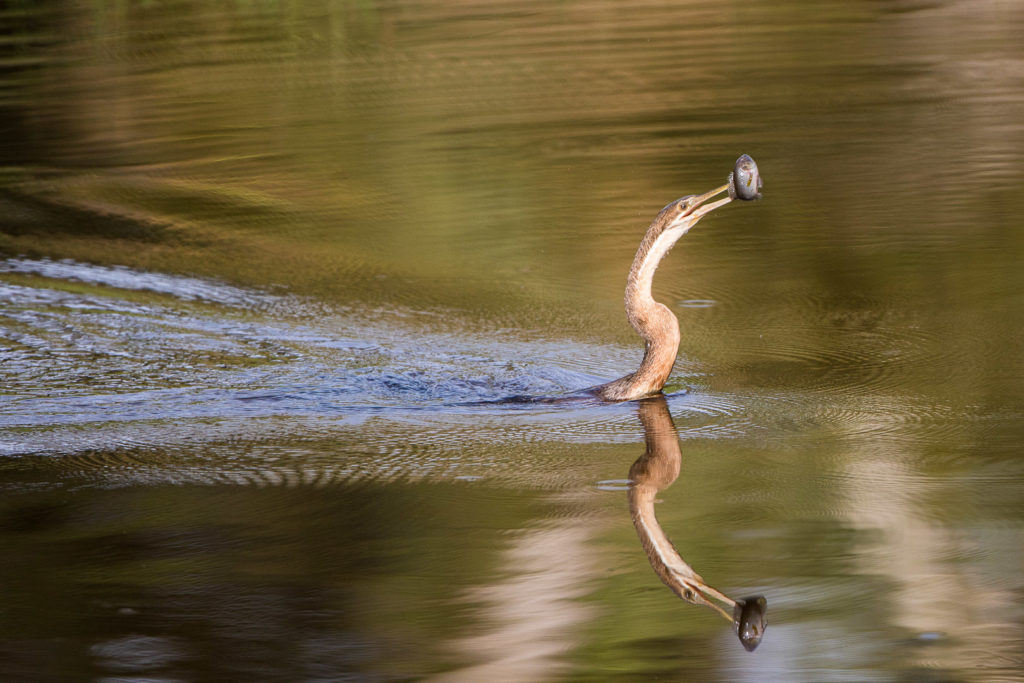 Aves de África - Oliver Yanes fotógrafo