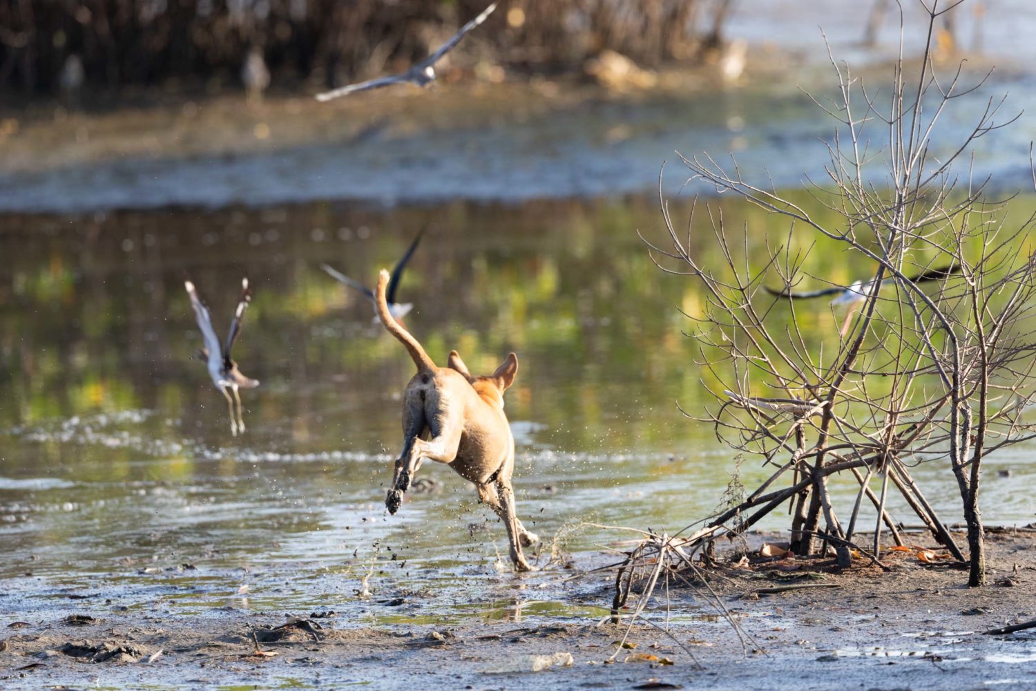 Perros silvestres, de mascota a depredador - Oliver Yanes fotógrafo